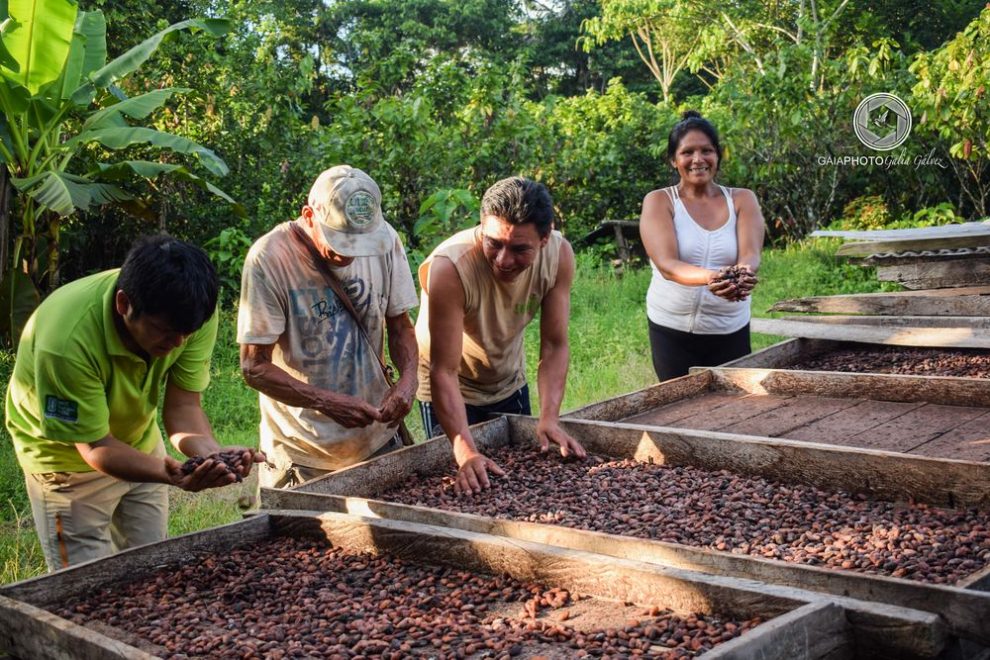 Cacao de Oxapampa: Perla de los bosques - Rumbos de Sol & Piedra