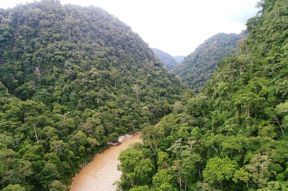 La devastadora expansión de una empresa de palma en la Amazonía de Perú ...