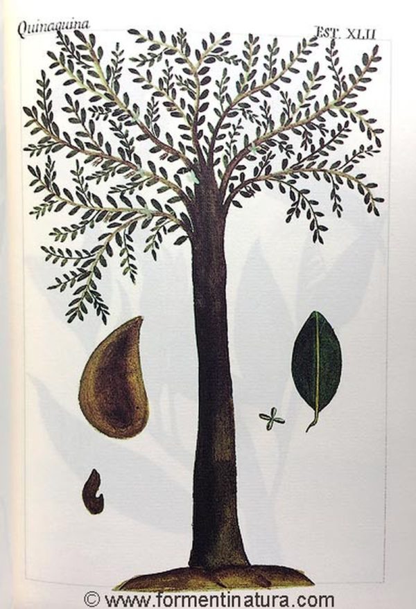 Árbol de la quina, tesoro nacional en peligro - Rumbos de Sol & Piedra
