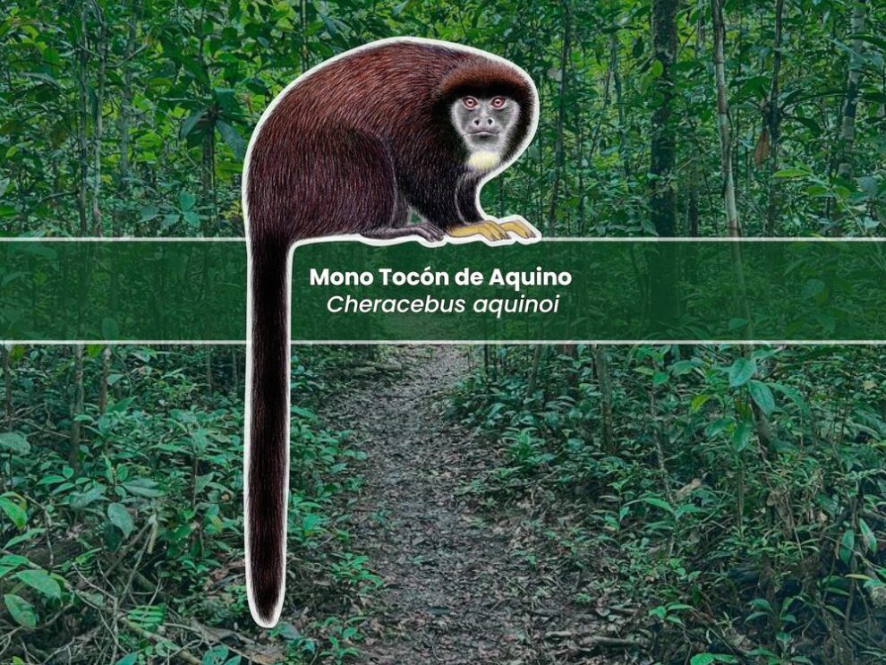 Mono tocón de Aquino: la nueva especie descubierta en Perú, después de ...