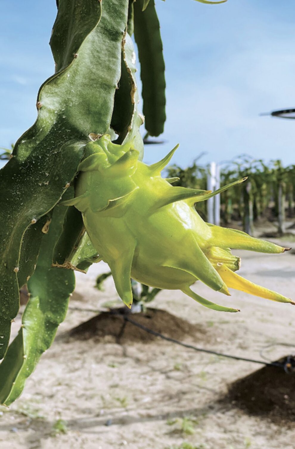 Pitahaya, una delicia global - Rumbos de Sol & Piedra