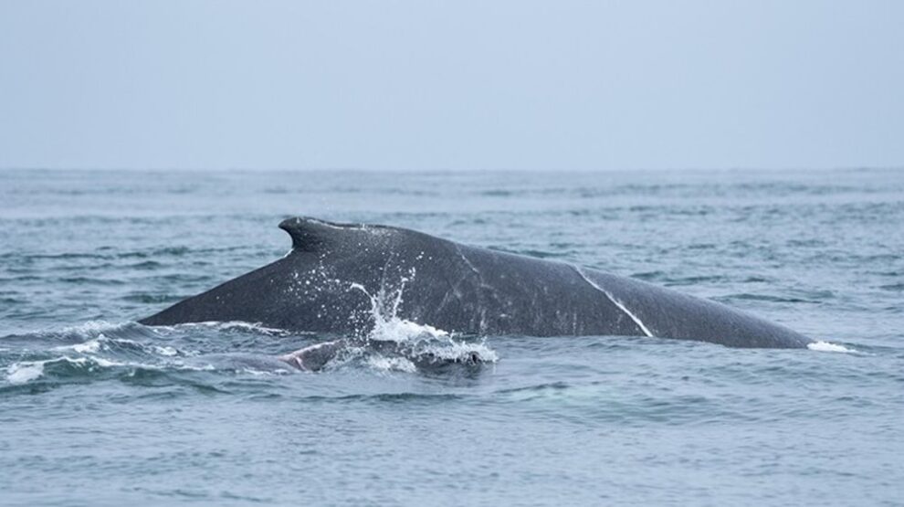 Tratado de Alta Mar y fallo histórico que protege el mar peruano