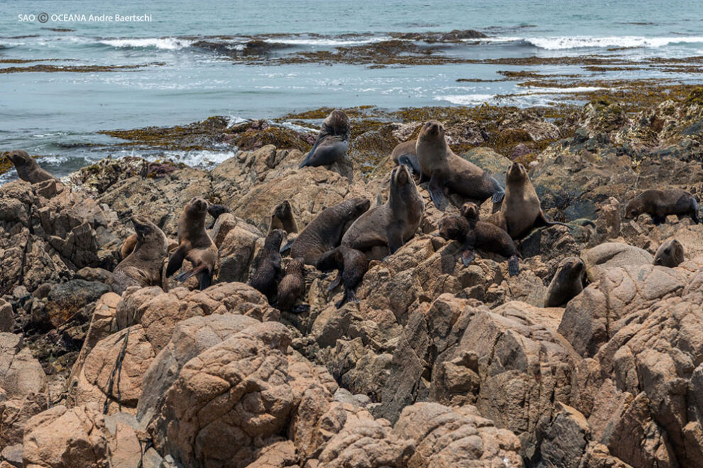 Paracas y el mar peruano: la batalla legal que definirá el futuro de ...